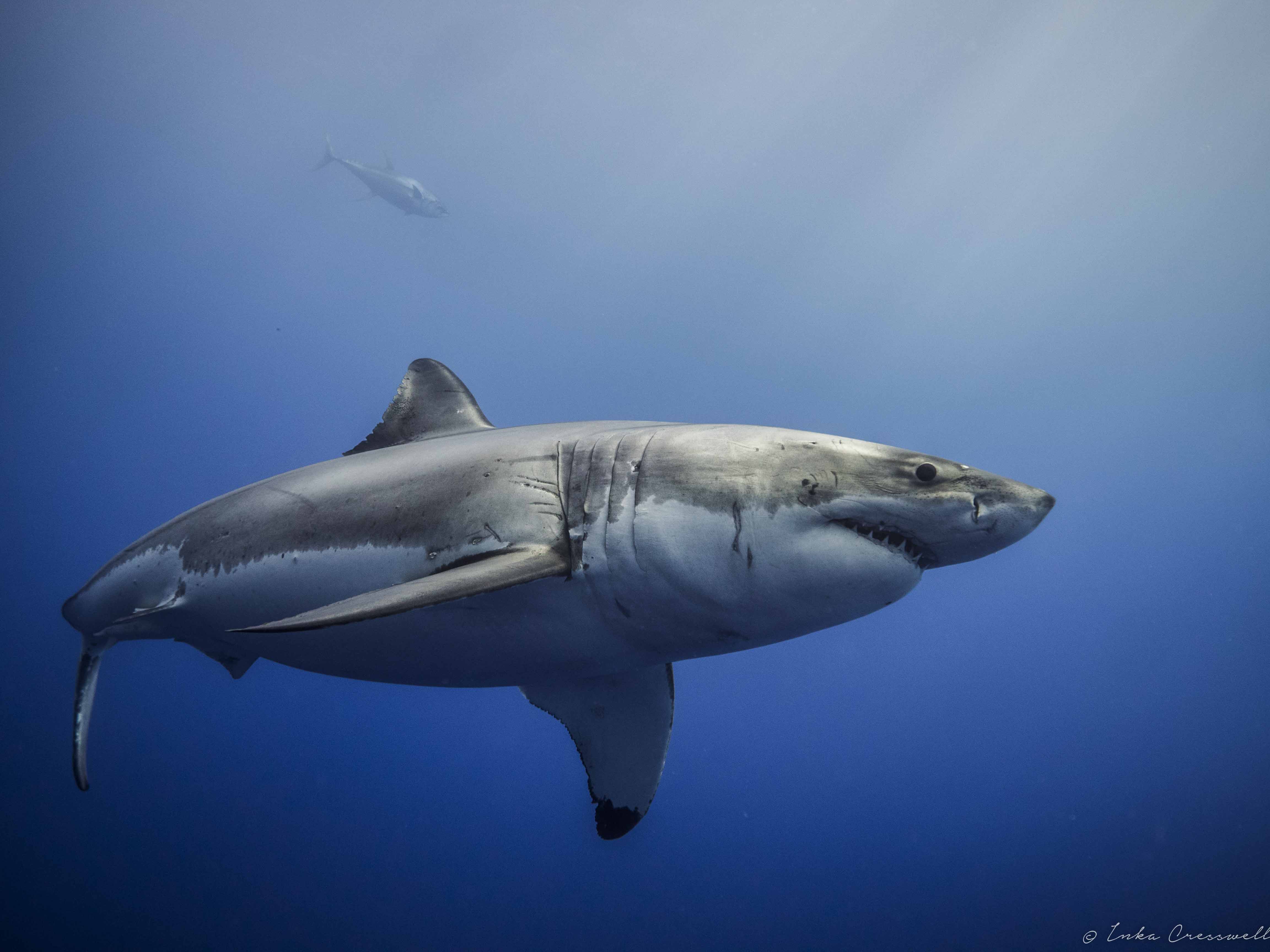 Inka Cresswell – Kara Jamie Norton